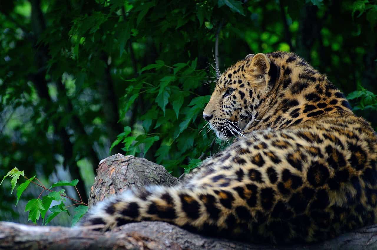 What Happens If Two Predators Compete for the Same Prey - Animals ...