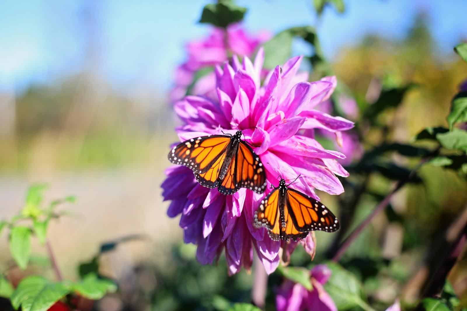 Why Some Butterflies Can See More Colors Than Humans - Animals Around ...