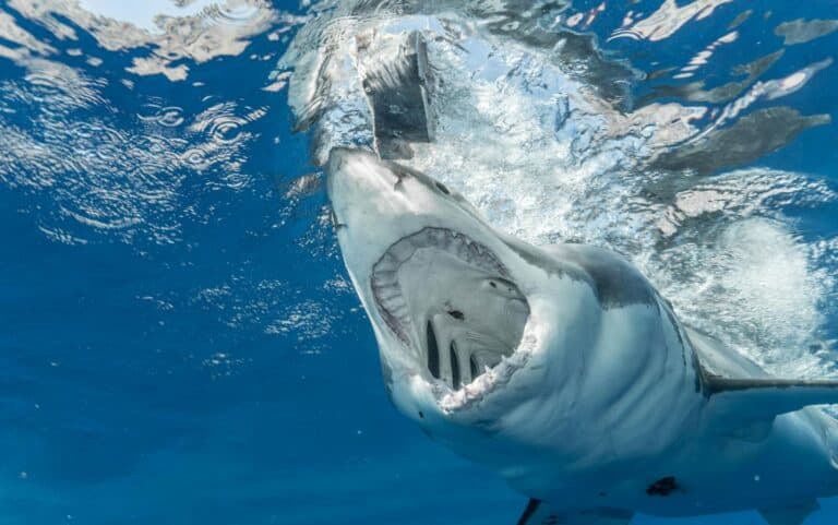The 15 Most Dangerous Creatures Lurking in the Deep Ocean - Animals ...