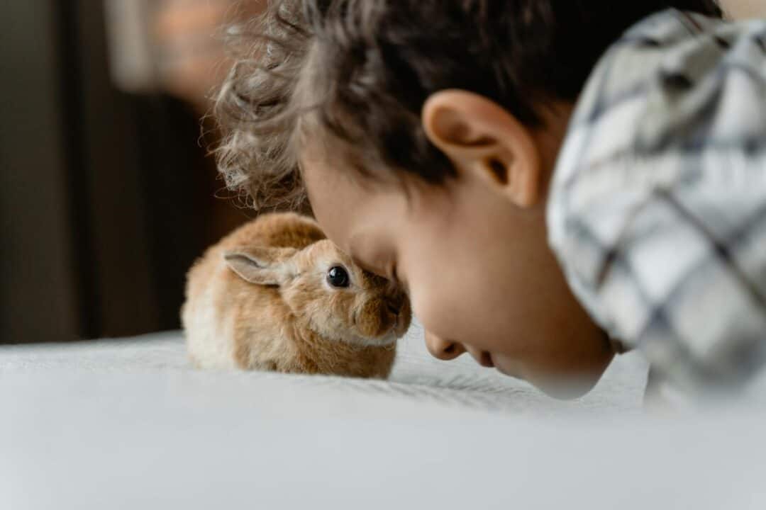 The History of Rabbits in American Folklore - Animals Around The Globe