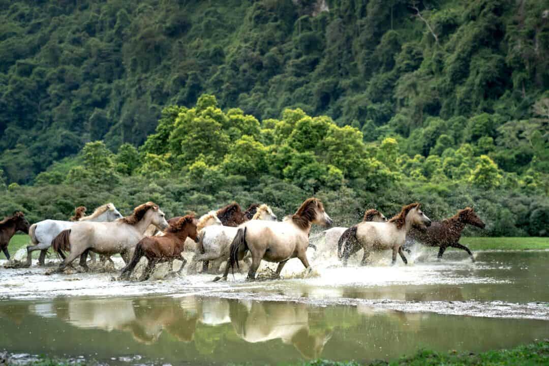12 Fascinating Facts About Wild Mustangs - Animals Around The Globe