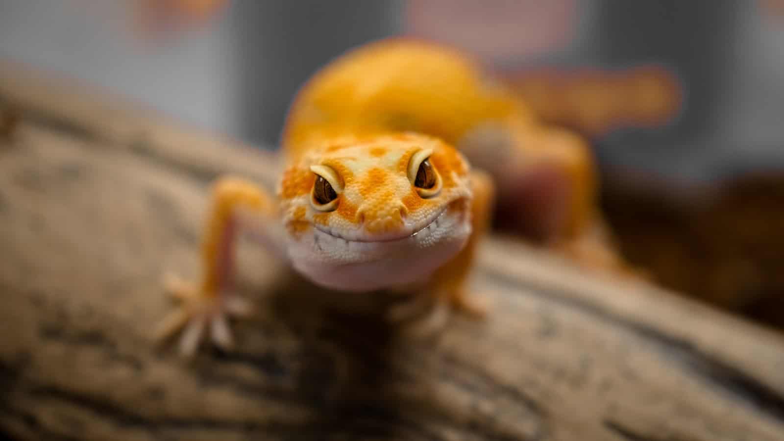 What You Need to Know About Taking Care of Exotic Pets - Animals Around ...