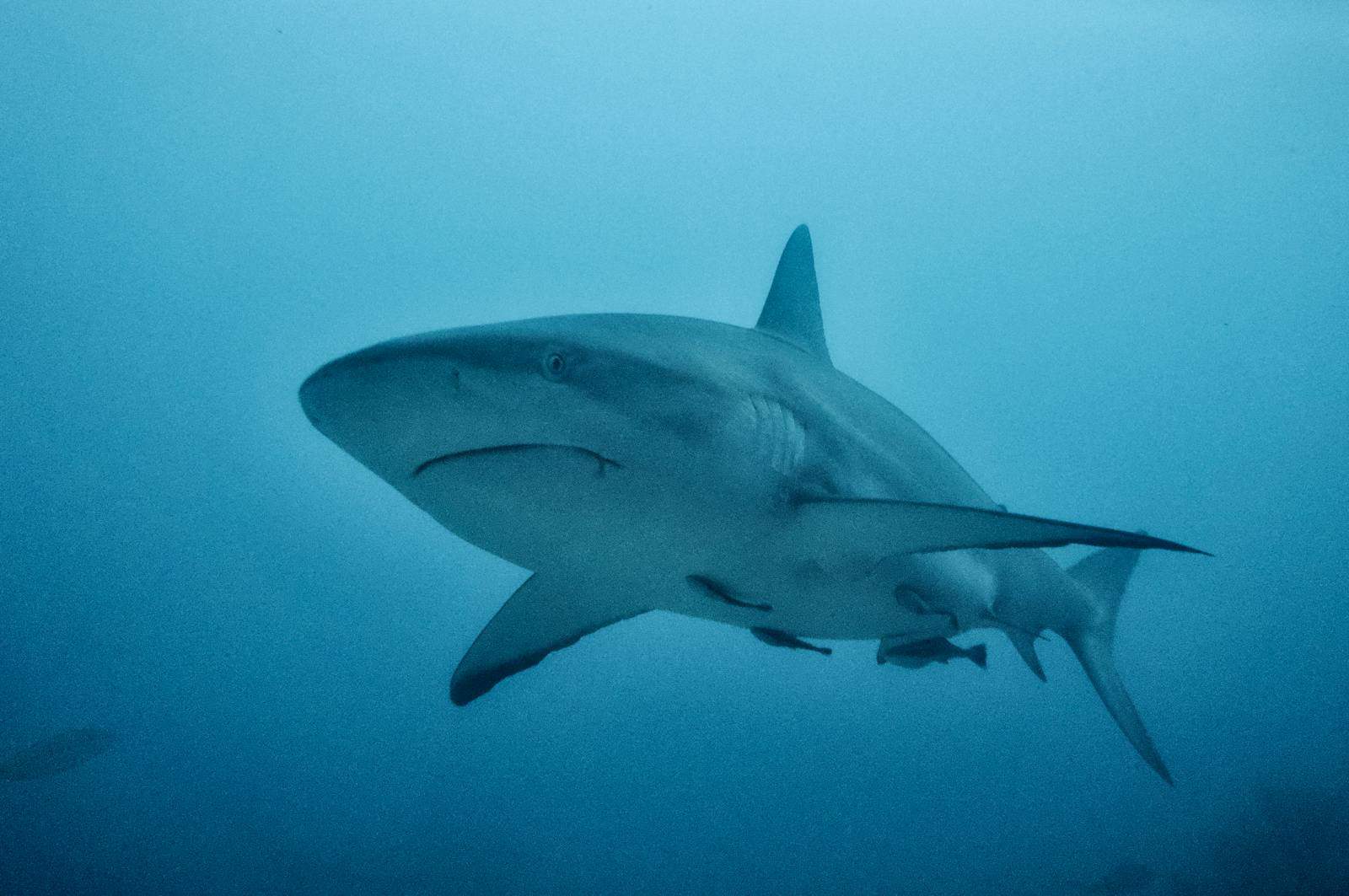 The Largest Bull Shark Ever Seen in Florida Waters