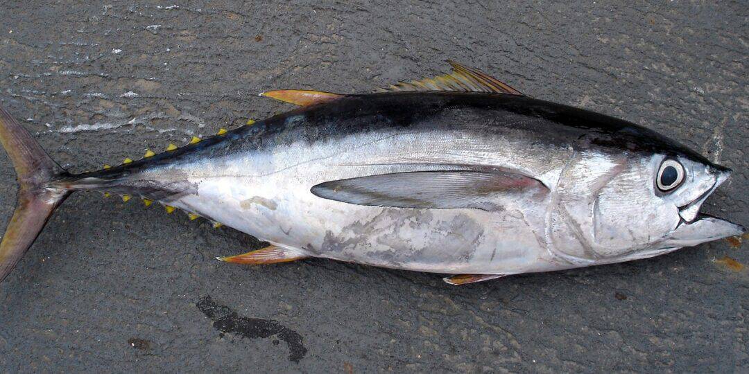13 Sea Animals That Are Surprisingly Fast - Animals Around The Globe