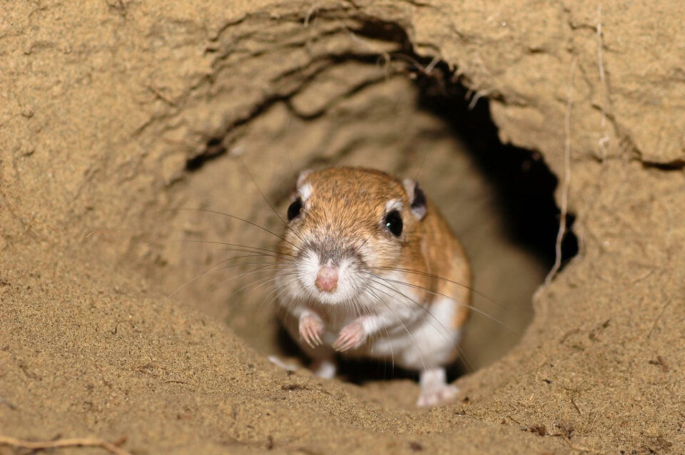 Why This Animal Can Survive Without Water for Decades - Animals Around ...