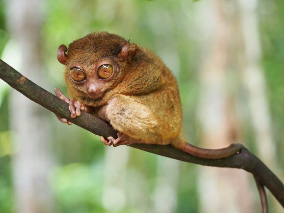15 Wild Predators That Hunt at Night - Animals Around The Globe