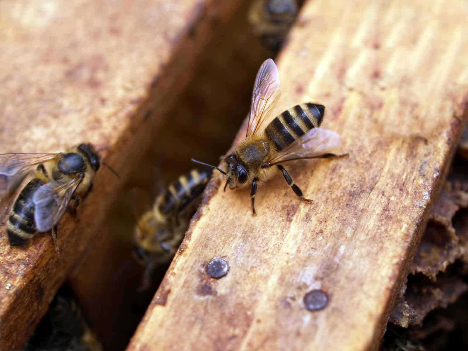12 Creatures That Understand Fairness and Justice - Animals Around The ...