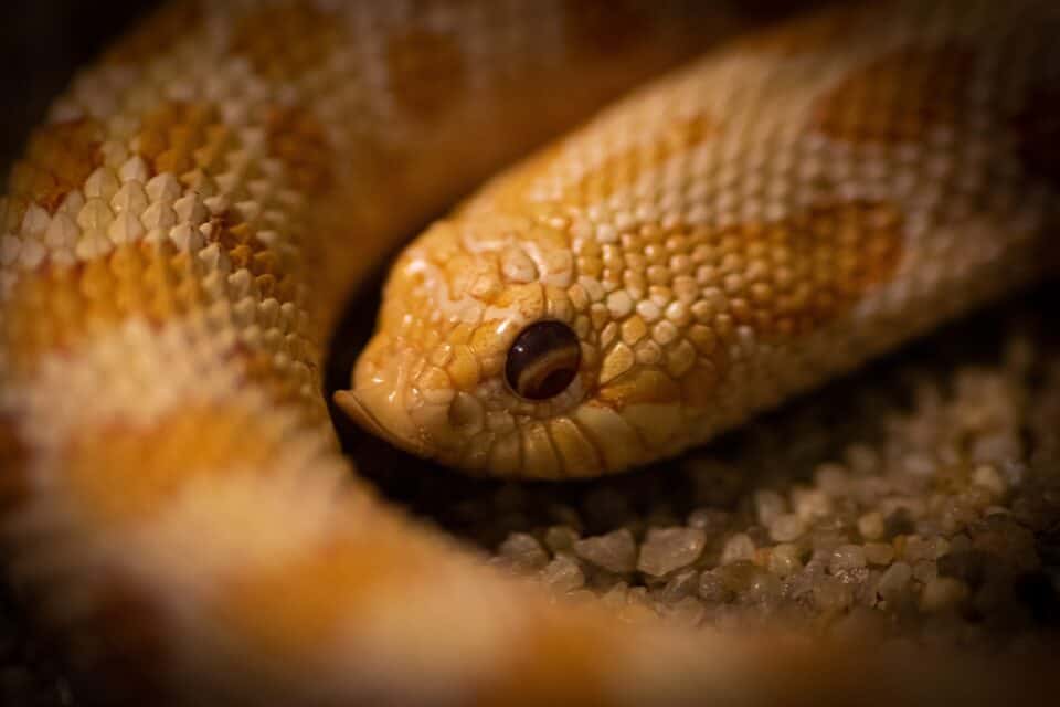 How Snakes See Without Eyelids - Animals Around The Globe
