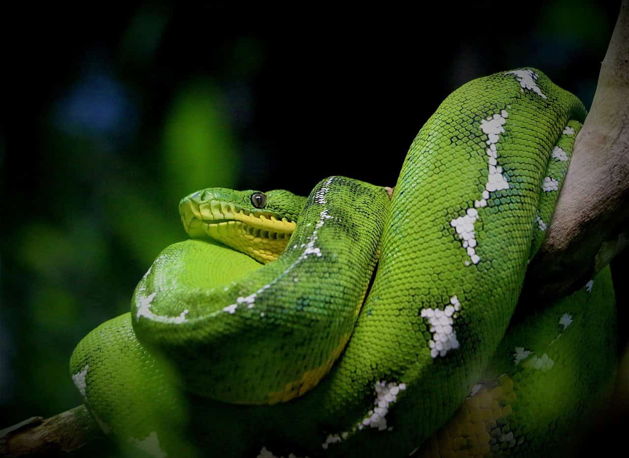 The World's Heaviest Snake (>550 Pounds) - Animals Around The Globe