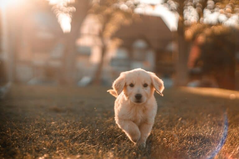 13 Dog Breeds That Bond More with Humans than Other Dogs - Animals ...