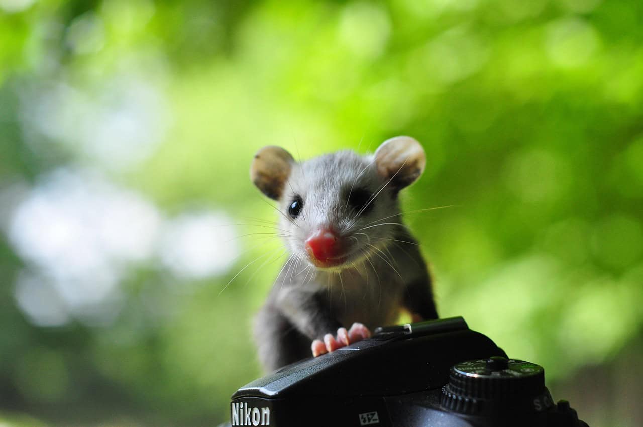 10 Incredible Ways Animals Defend Themselves From Predators - Animals ...