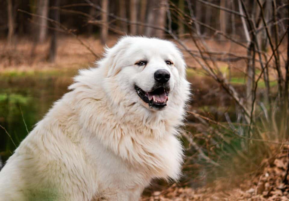 18 Dogs Bred to Protect Against Wild Predators