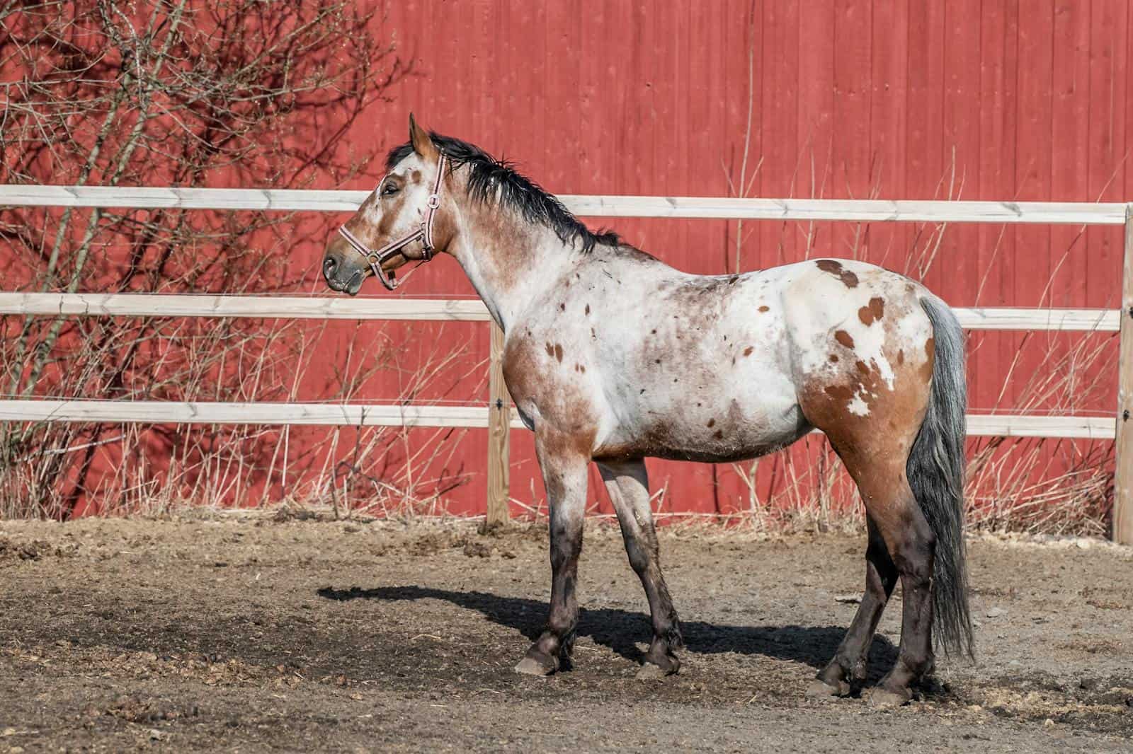 11 Unique Horse Colors And Patterns That Will Take Your Breath Away ...