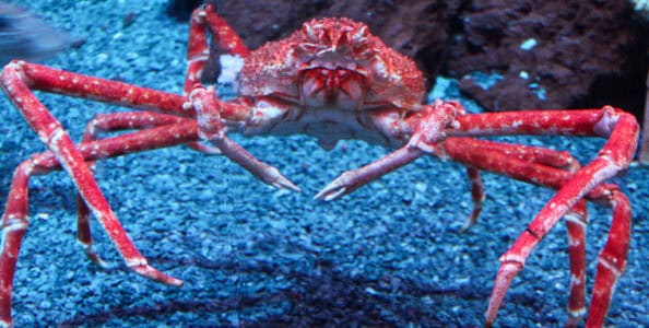 25 Scary Deep Ocean Creatures