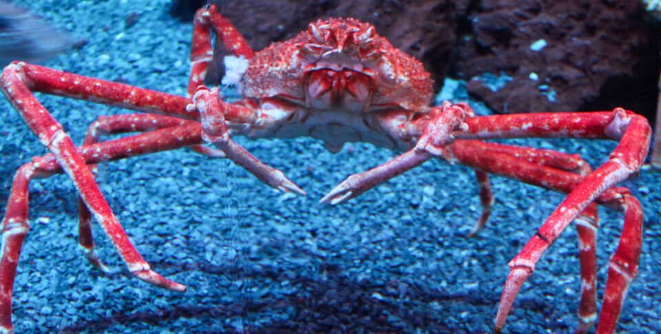 25 Scary Deep Ocean Creatures