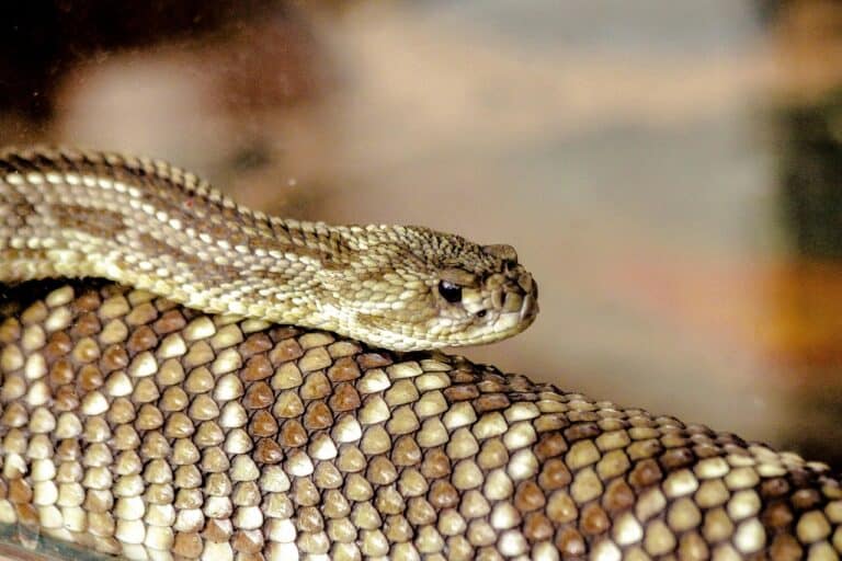 18 Myths About Snakes and Weather Debunked