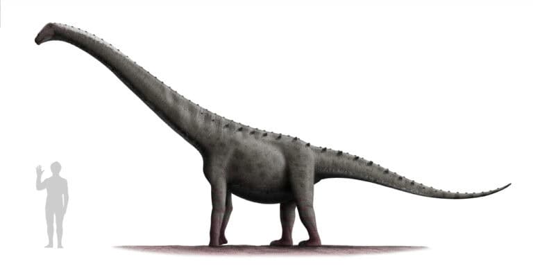 Meet Alamosaurus, the Massive Dinosaur That Once Roamed Texas - Animals ...