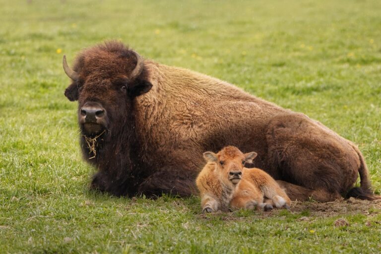 How the Bison Shaped North American Ecosystems - Animals Around The Globe