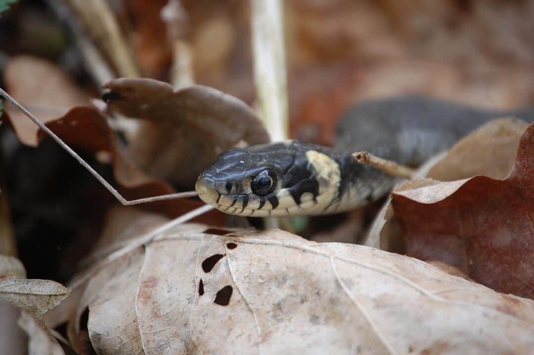 11 Creatures That Ambush Their Prey - Animals Around The Globe
