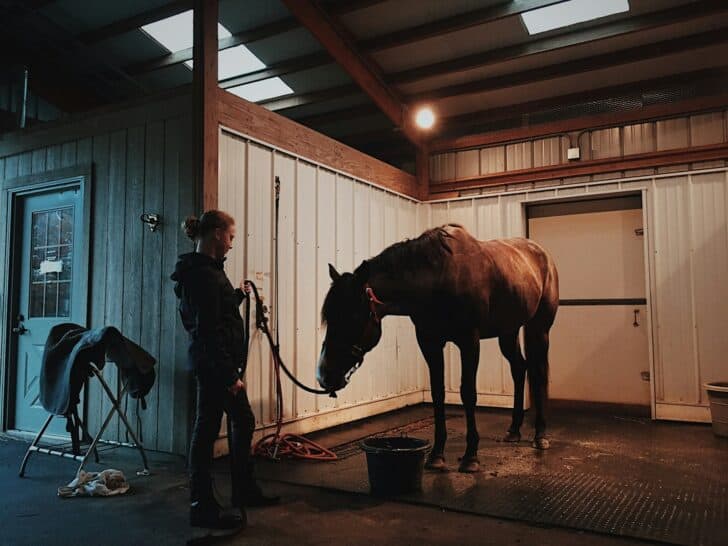 15 Signs Your Horse Is Struggling with Extreme Weather - Animals Around ...