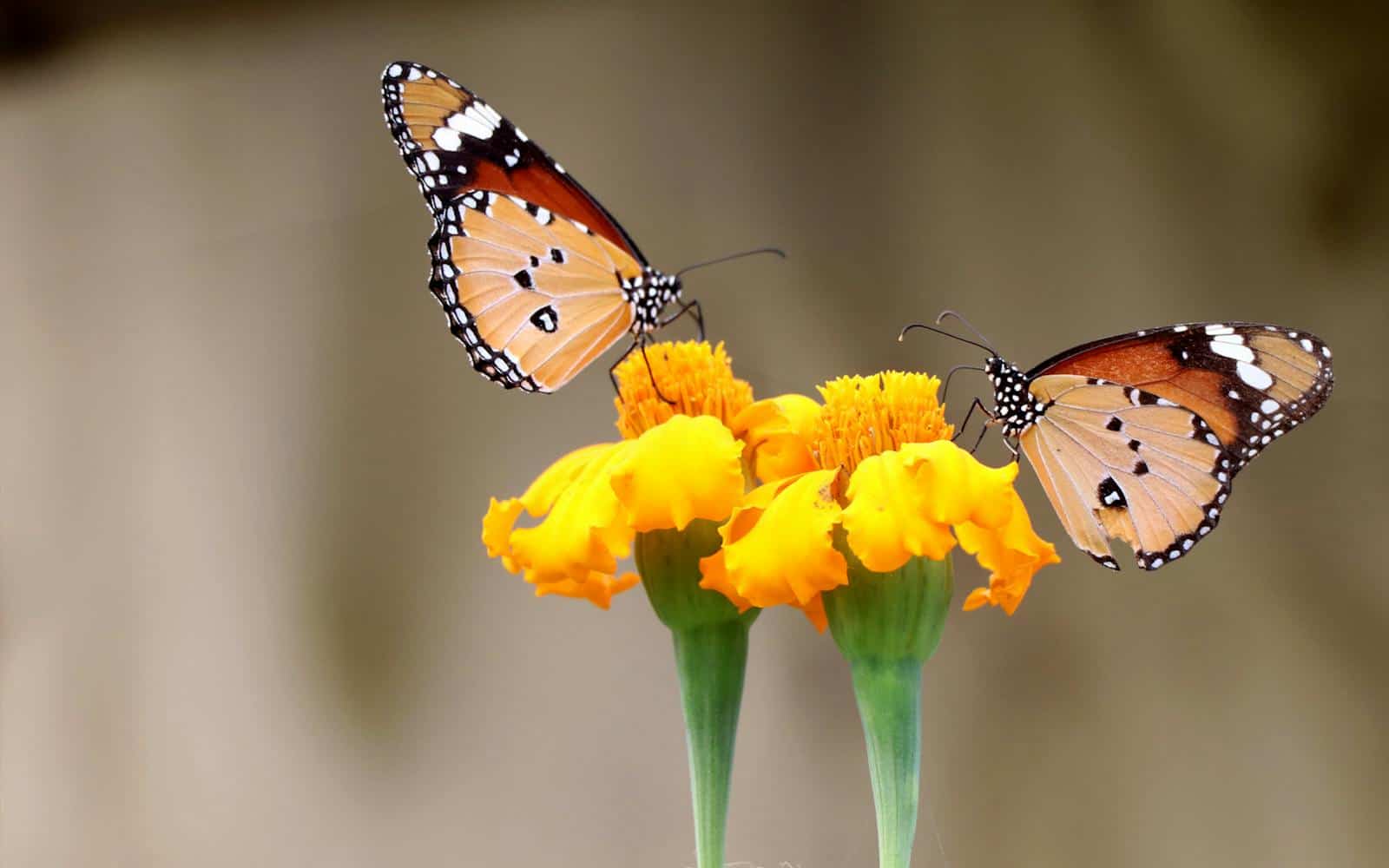 Monarch Butterflies Migrate Thousands of Miles, But How Do They Know ...