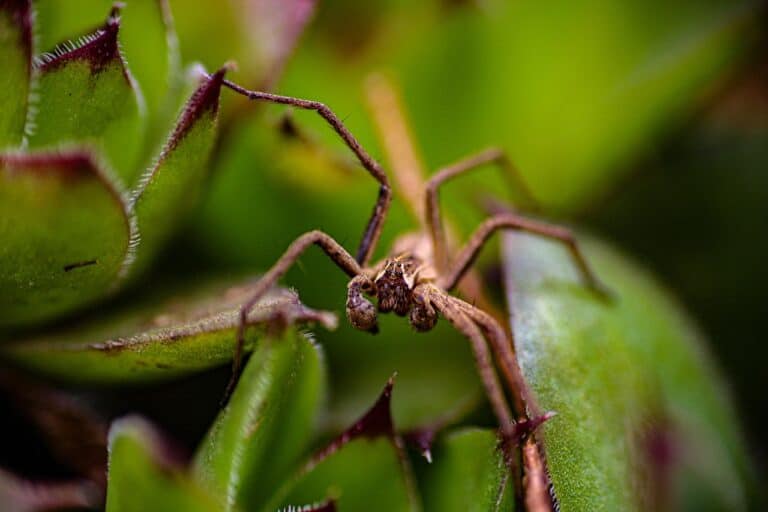 15 Common House Spiders and How to Identify Them - Animals Around The Globe