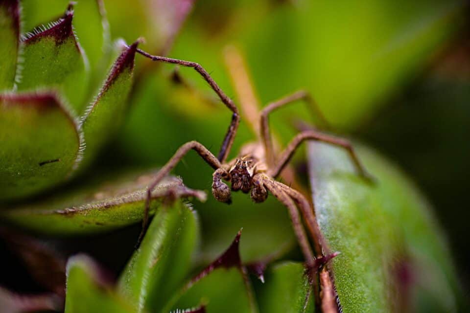 20 Rare Spider Species and Their Unique Traits - Animals Around The Globe
