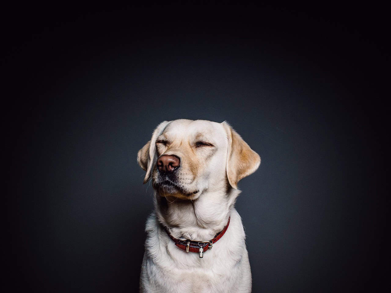 13 Common Dog Behaviors Explained by Science - Animals Around The Globe