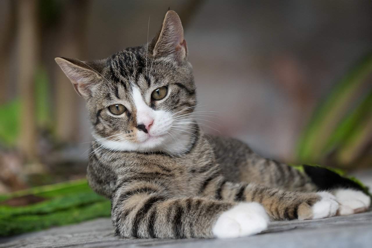 Cats - Breeds, Types and Facts