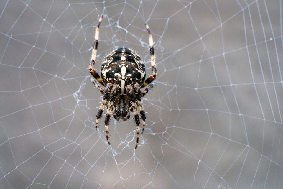14 Most Beautiful Spiders in the World - Animals Around The Globe