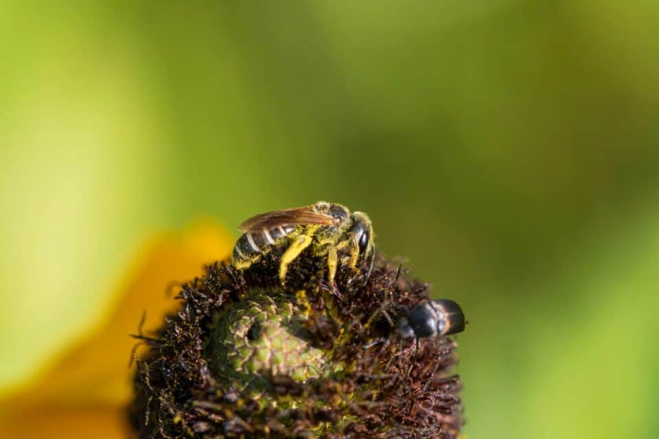 22 Most Venomous Insects You Should Avoid - Animals Around The Globe