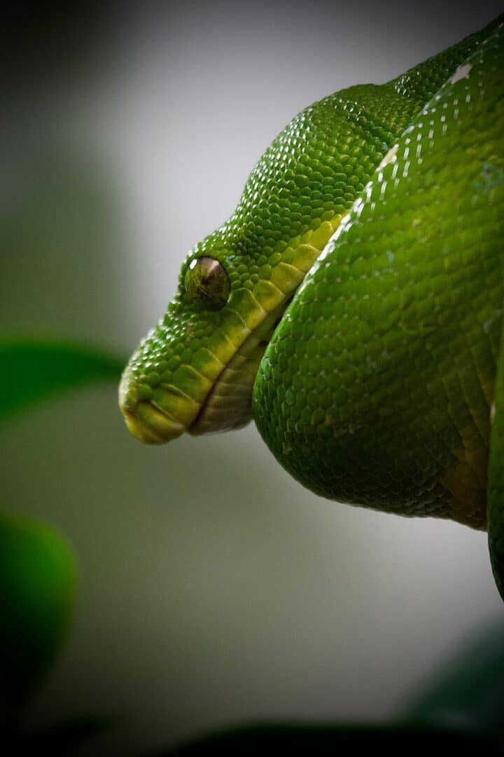 The Most Unusual Looking Snakes Ever Found - Animals Around The Globe