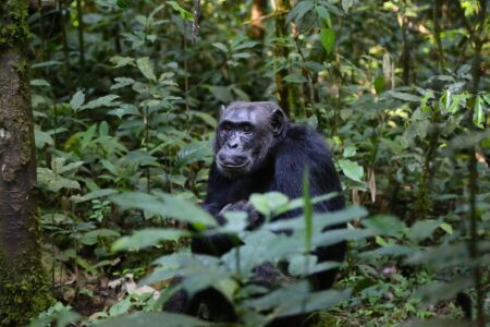 How Chimps Teach Their Young to Use Tools