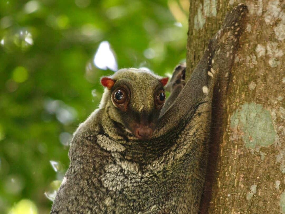 13 Airborne Animals That Glide Without Wings - Animals Around The Globe