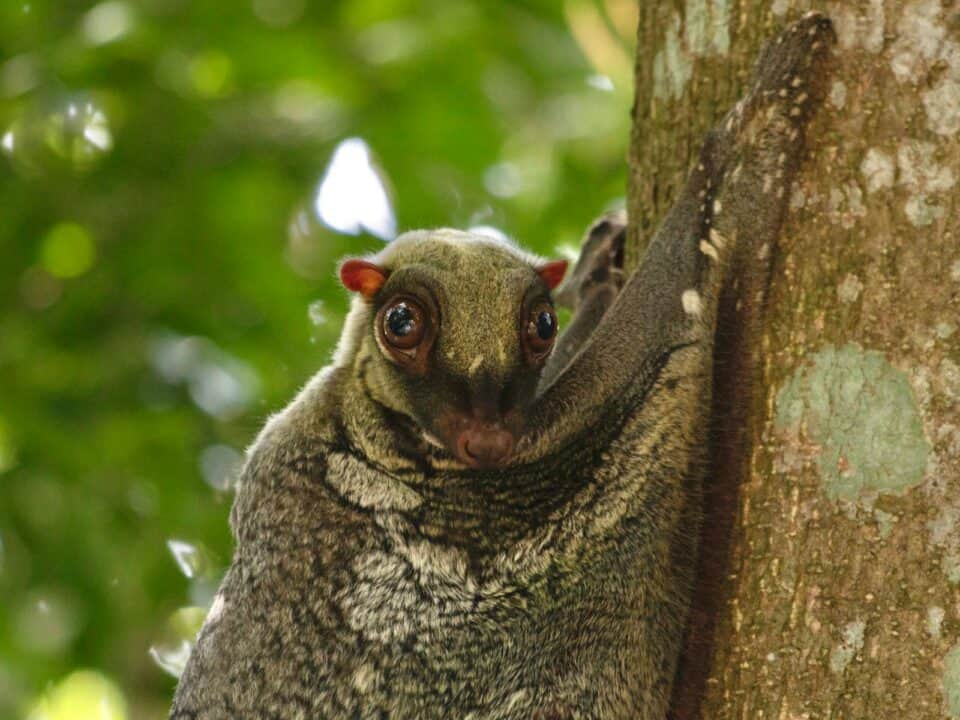 13 Airborne Animals That Glide Without Wings - Animals Around The Globe