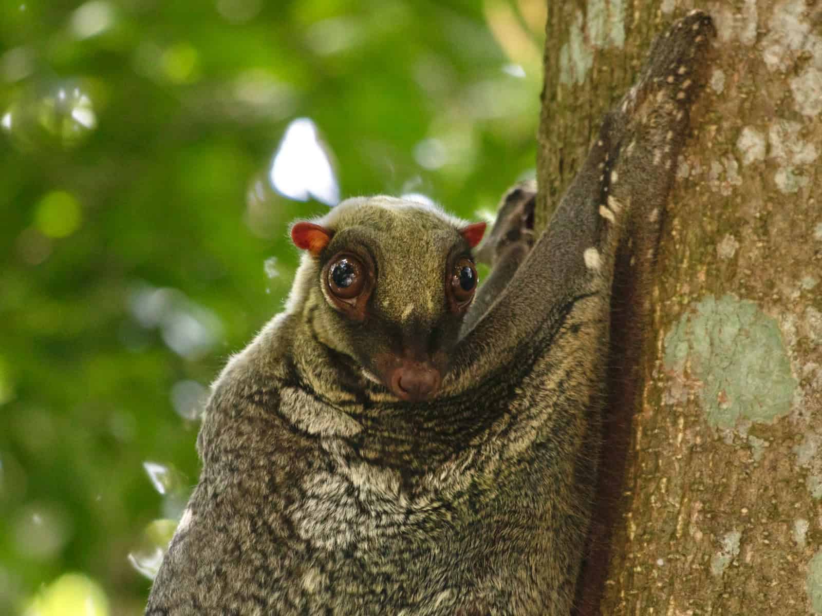 13 Airborne Animals That Glide Without Wings - Animals Around The Globe