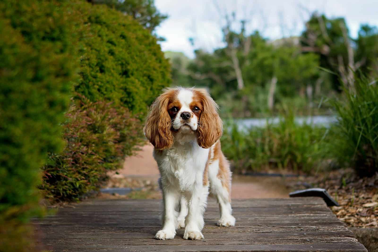 14 Dog Breeds Known for Fierce Loyalty - Animals Around The Globe