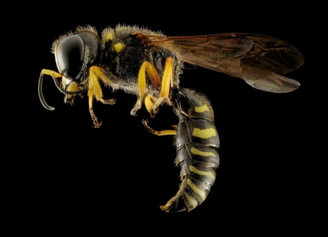 22 Most Venomous Insects You Should Avoid - Animals Around The Globe