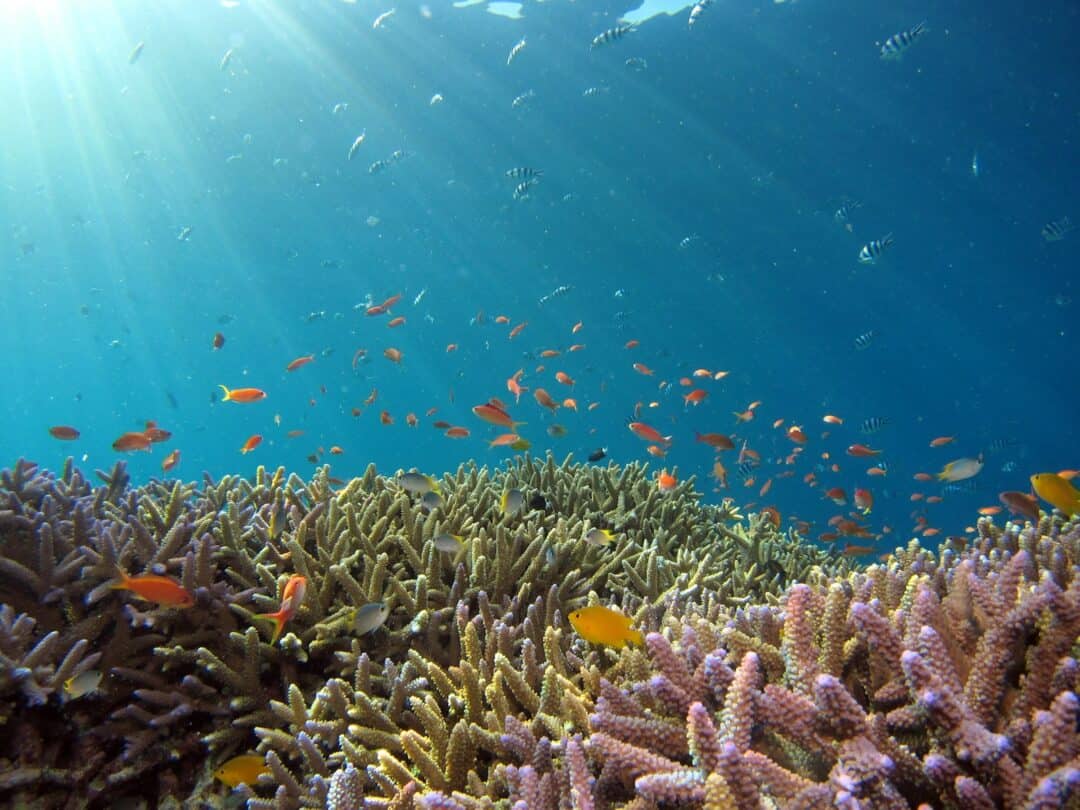 How Coral Reefs Support Animal Life Far Beyond the Ocean - Animals ...