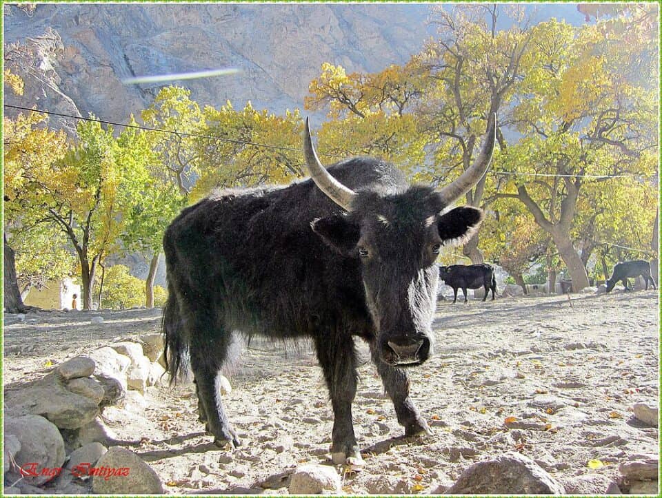 10 Unbelievable Hybrid Animals in the Wild - Animals Around The Globe