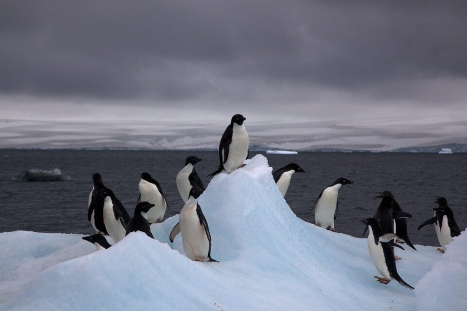 15 Dream Destinations for Seeing Penguins in Nature - Animals Around ...