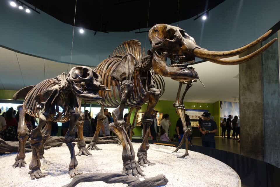 The Role of the Mastodon in Prehistoric Food Chains