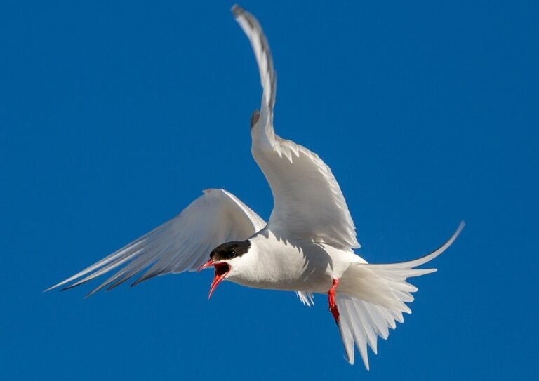 Arctic Terns Fly From The North Pole To The South Pole And Back Every ...