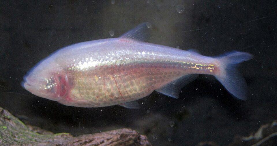 12 Wild Creatures That Live Their Entire Lives Underground - Animals ...