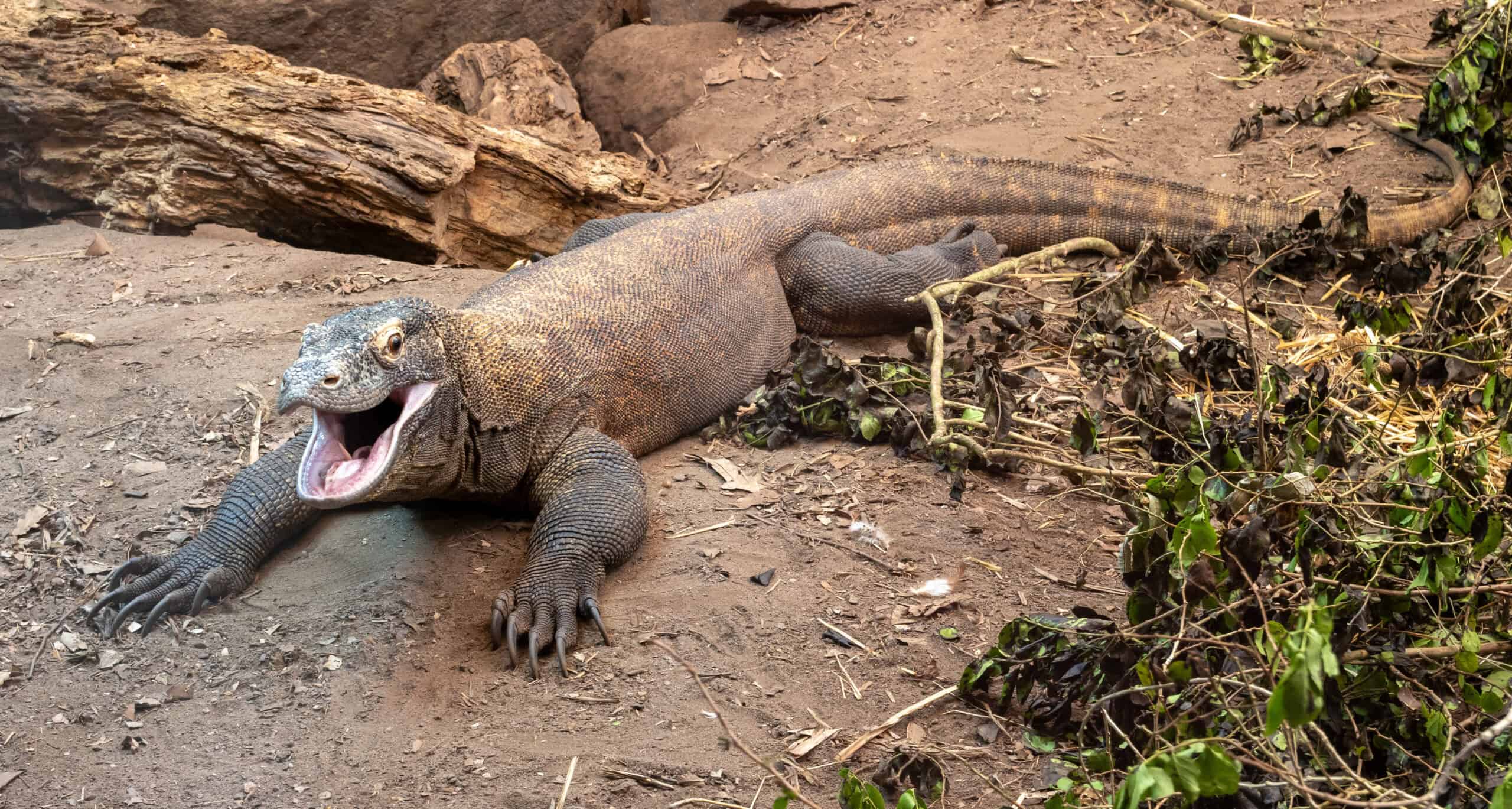 49 Must-Visit Zoos Across the Globe for Animal Lovers - Animals Around ...