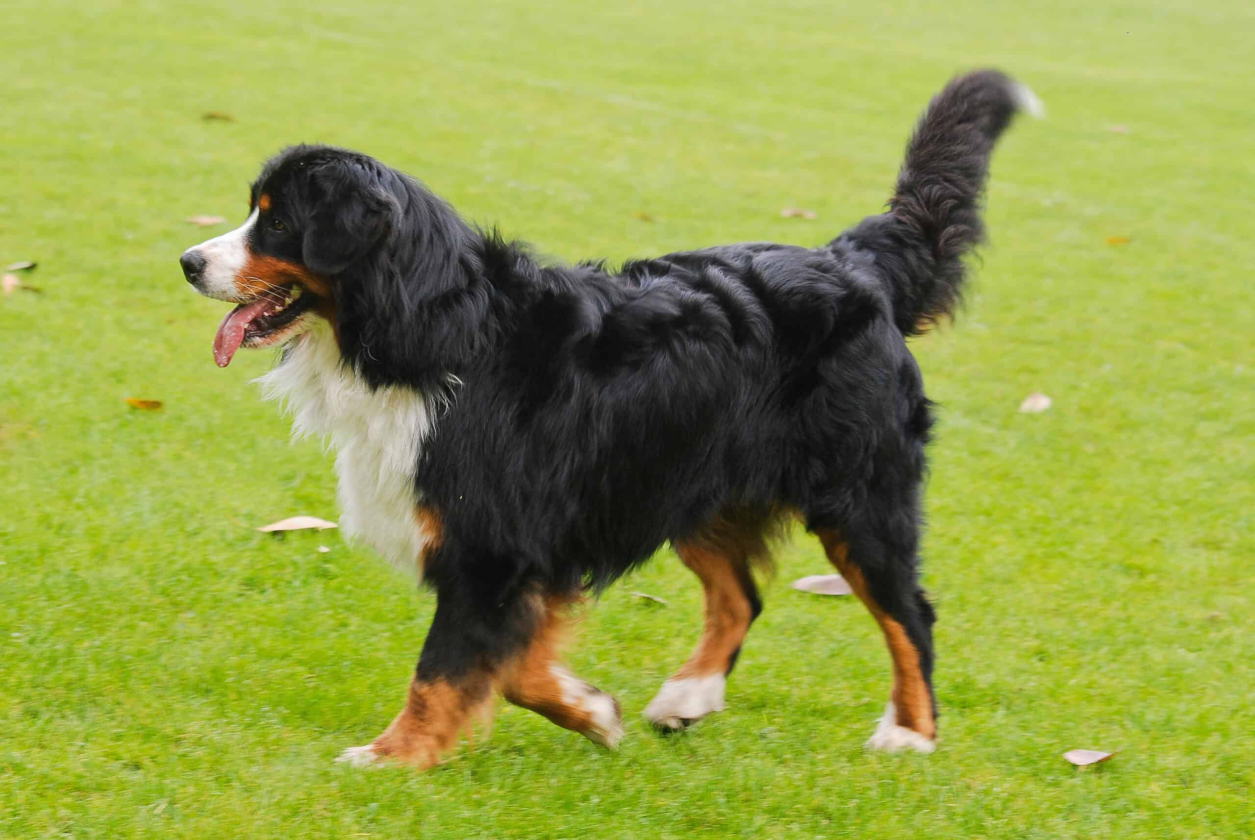 12 Large Dog Breeds That Are Surprisingly Gentle - Animals Around The Globe