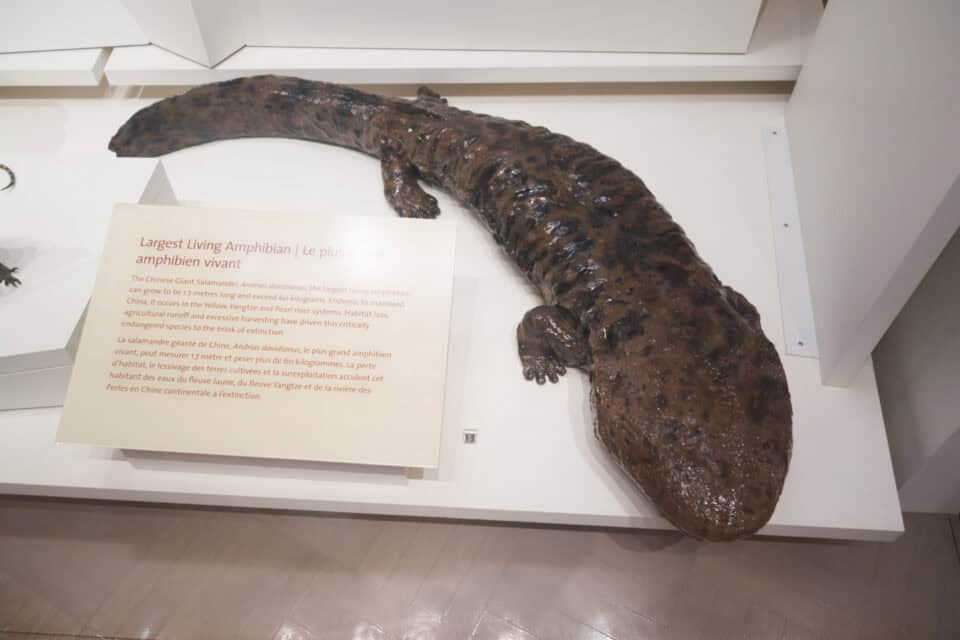The World’s Largest Amphibian: Chinese Giant Salamander