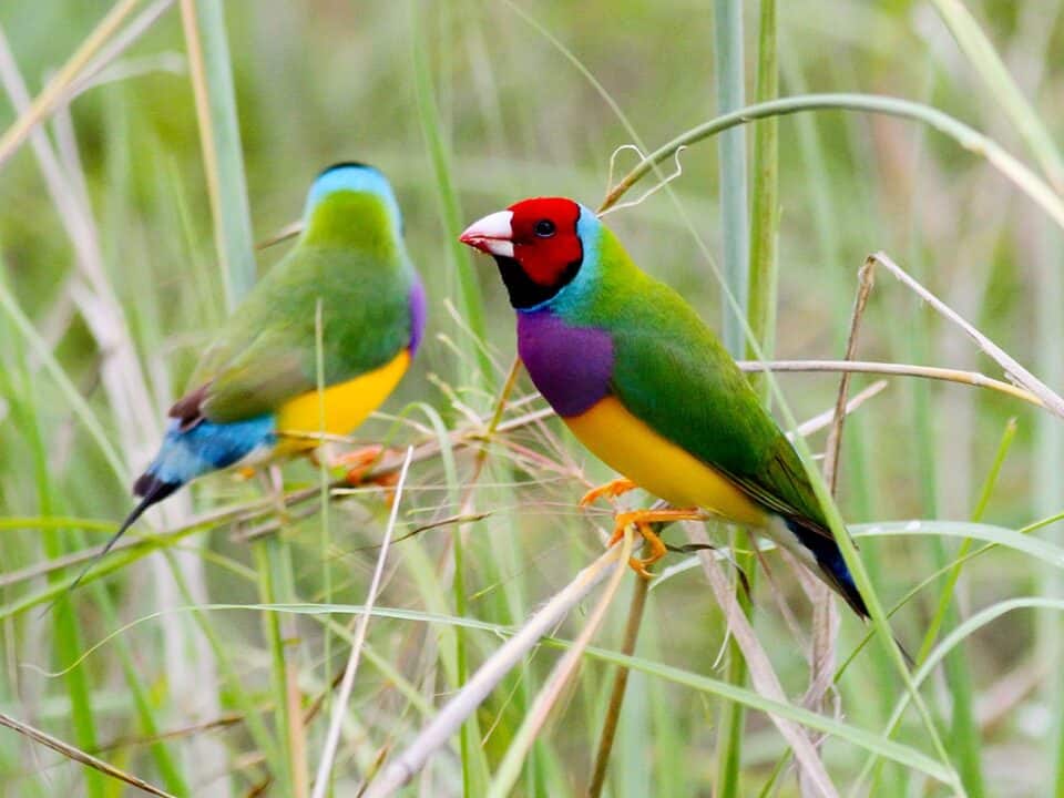 15 Most Colorful Birds in the World You Need to See - Animals Around ...