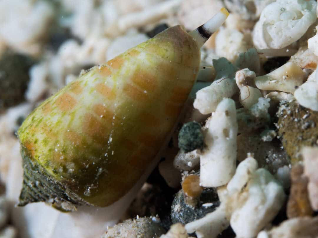 25 Most Poisonous Creatures Found in the Wild