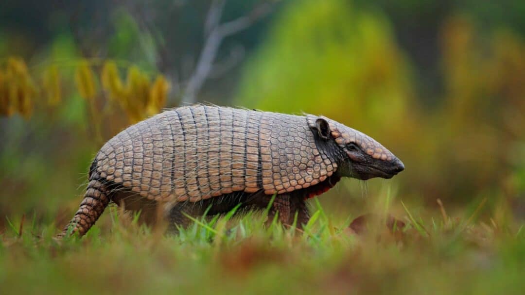 10 Incredible Ways Animals Defend Themselves From Predators - Animals ...